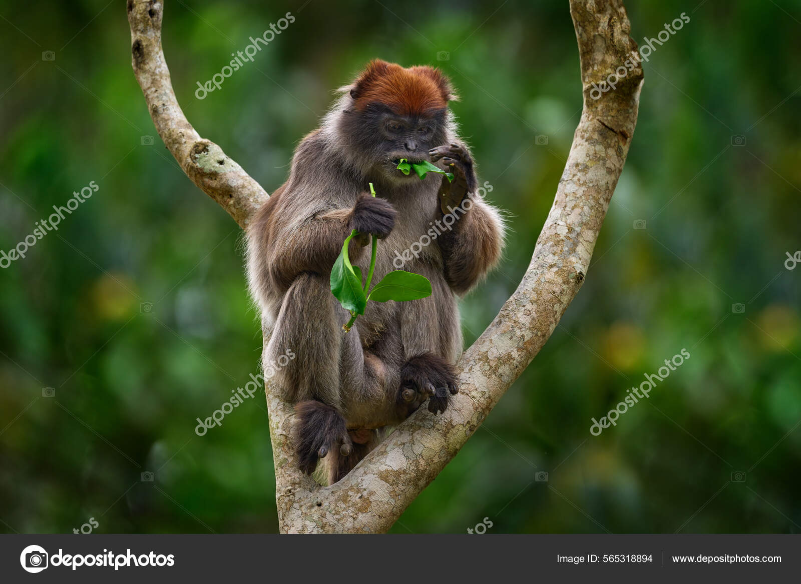 Monkey Uganda Ugandan Red Colobus Piliocolobus Tephrosceles Rufous Head ...