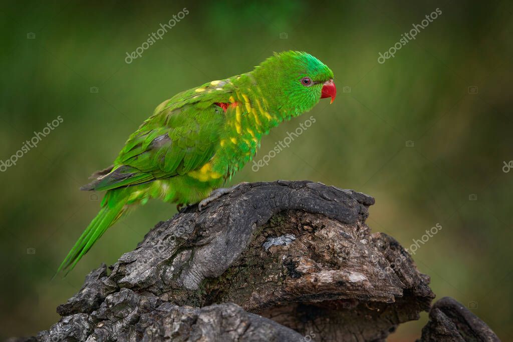Loro de Australia. Lori de pecho escamoso, Trichoglossus ...