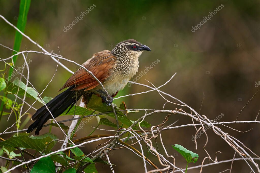 Cuclillo de ceja blanca o de tacón de alondra, ave de la familia Cuculidae, sentada en rama en ...