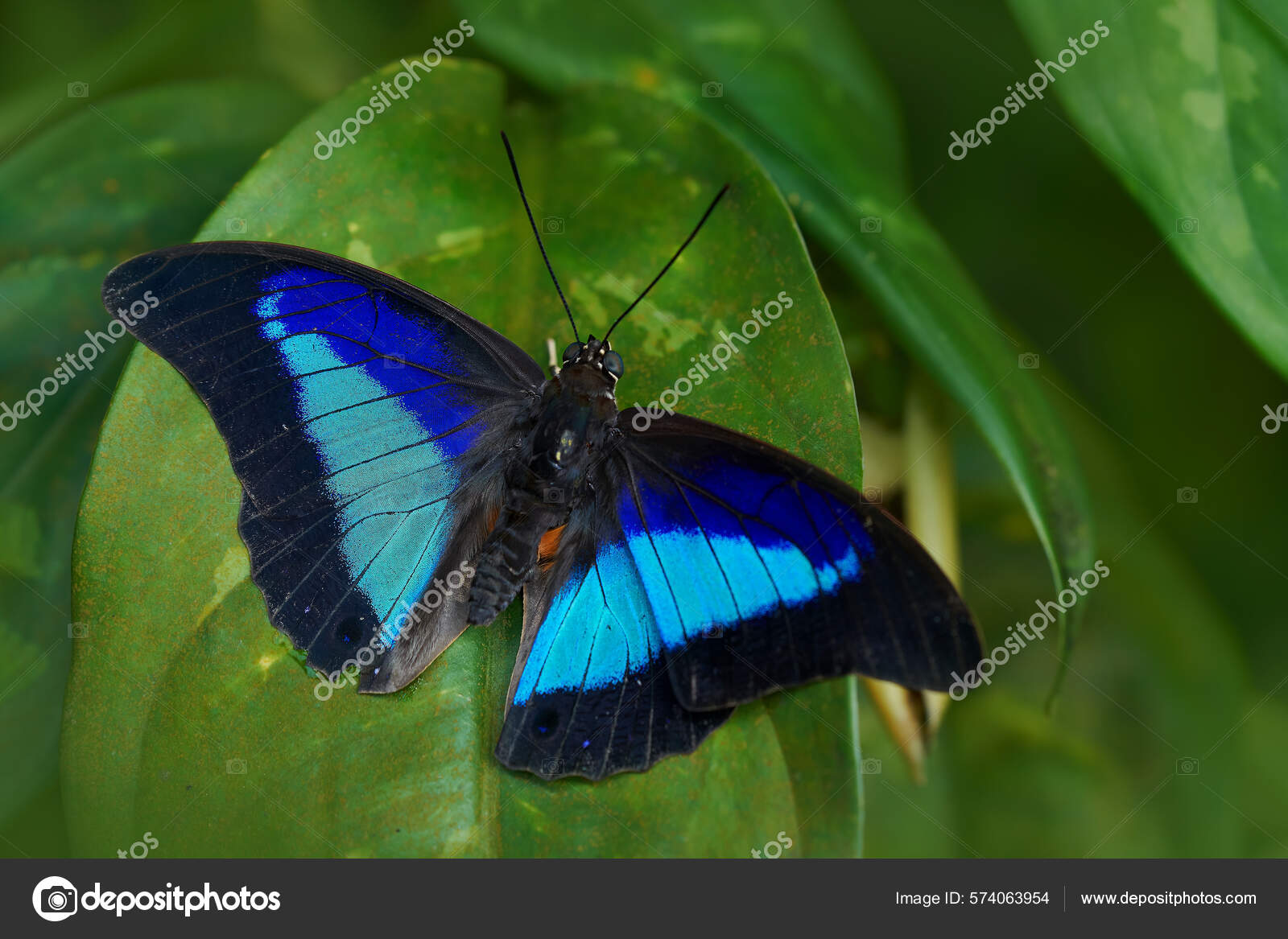 Blue Butterfly Prepona Laertes Shaded Blue Leafwing Sitting Green Leave ...