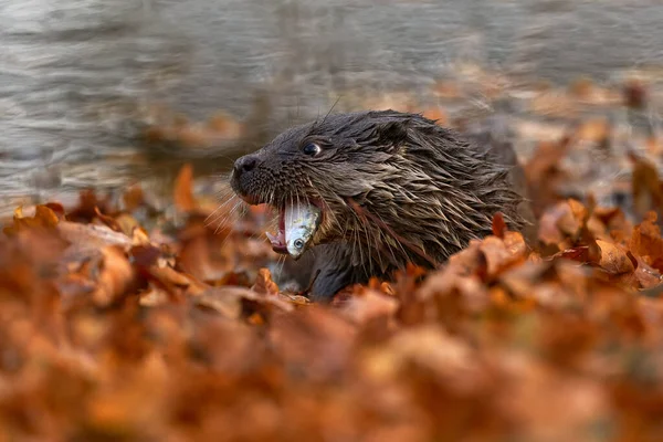 Beaver animal Stock Photos, Royalty Free Beaver animal Images ...