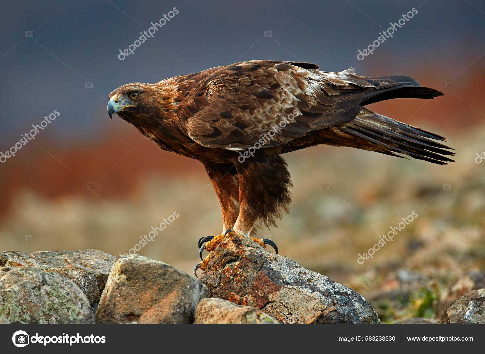 Golden Eagle Walking Stone Rhodopes Mountain Bulgaria Eagle Evening ...