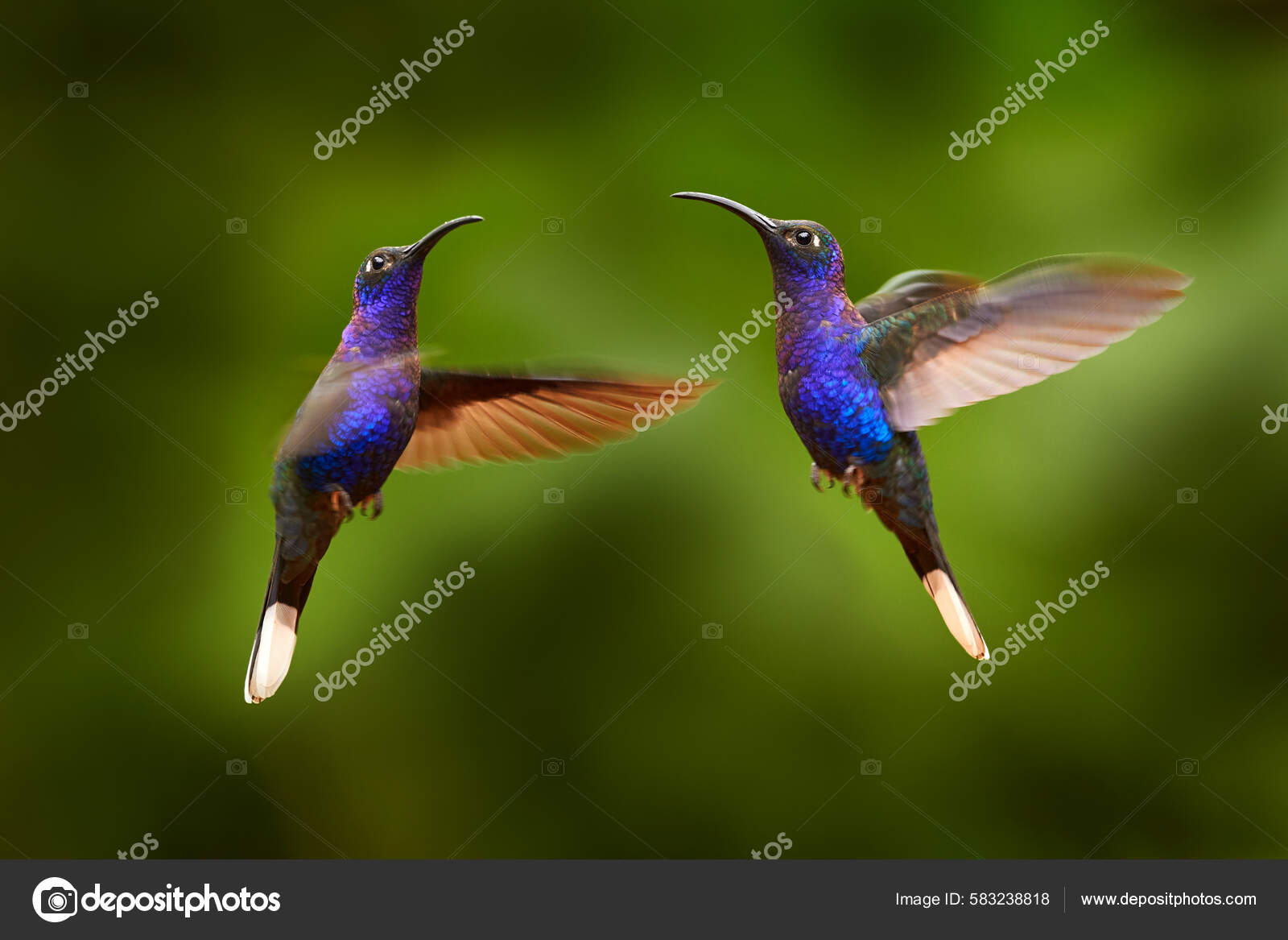 Purple Hummingbird Flying
