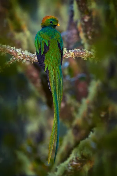 Quetzal resplendissant Stock Photos, Royalty Free Quetzal ...