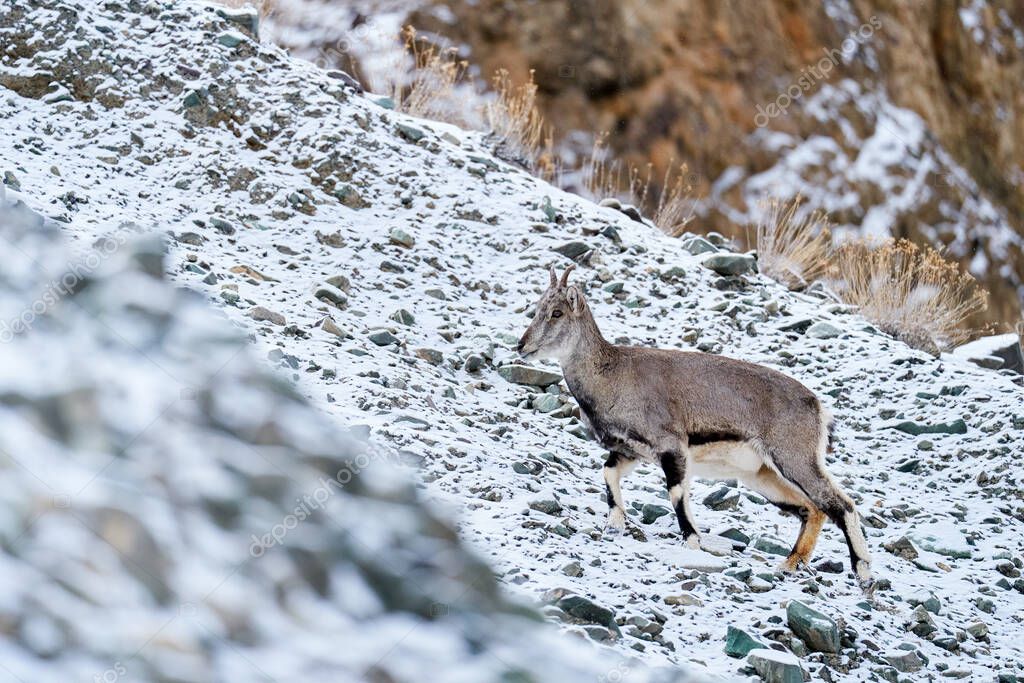Oveja azul de Bharal, Pseudois nayaur, en la roca con nieve, Hemis NP ...