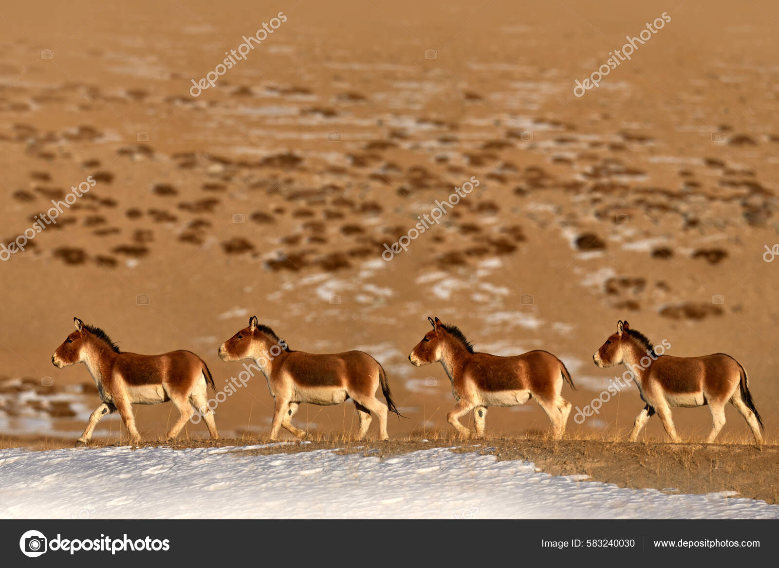 Kiang Equus Kiang Largest Wild Asses Winter Mountain Codition Tso Stock ...