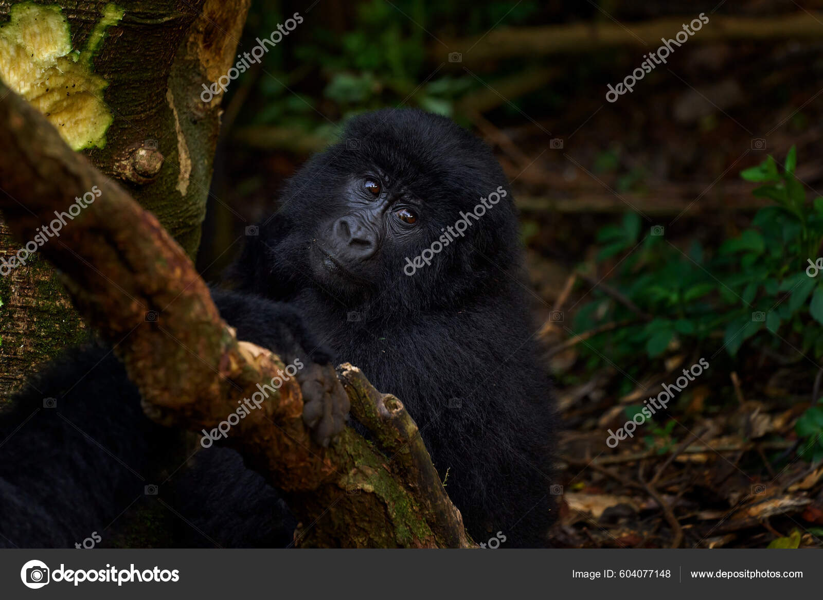 Congo Mountain Gorilla Gorilla Wildlife Forest Portrait Detail Head ...