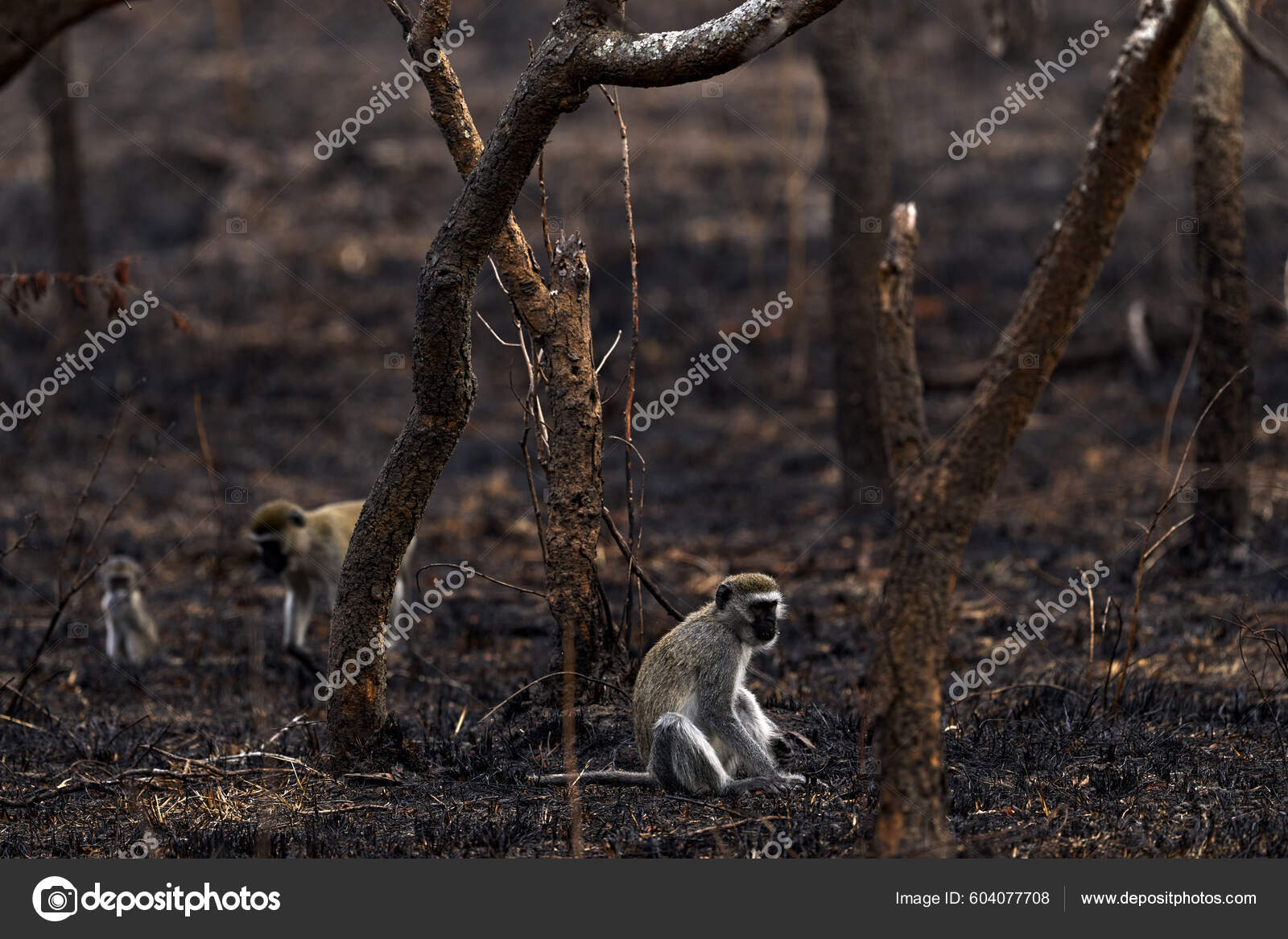 Vervet Monkey Fire Burned Destroyed Forest Animal Fire Burnt Place ...