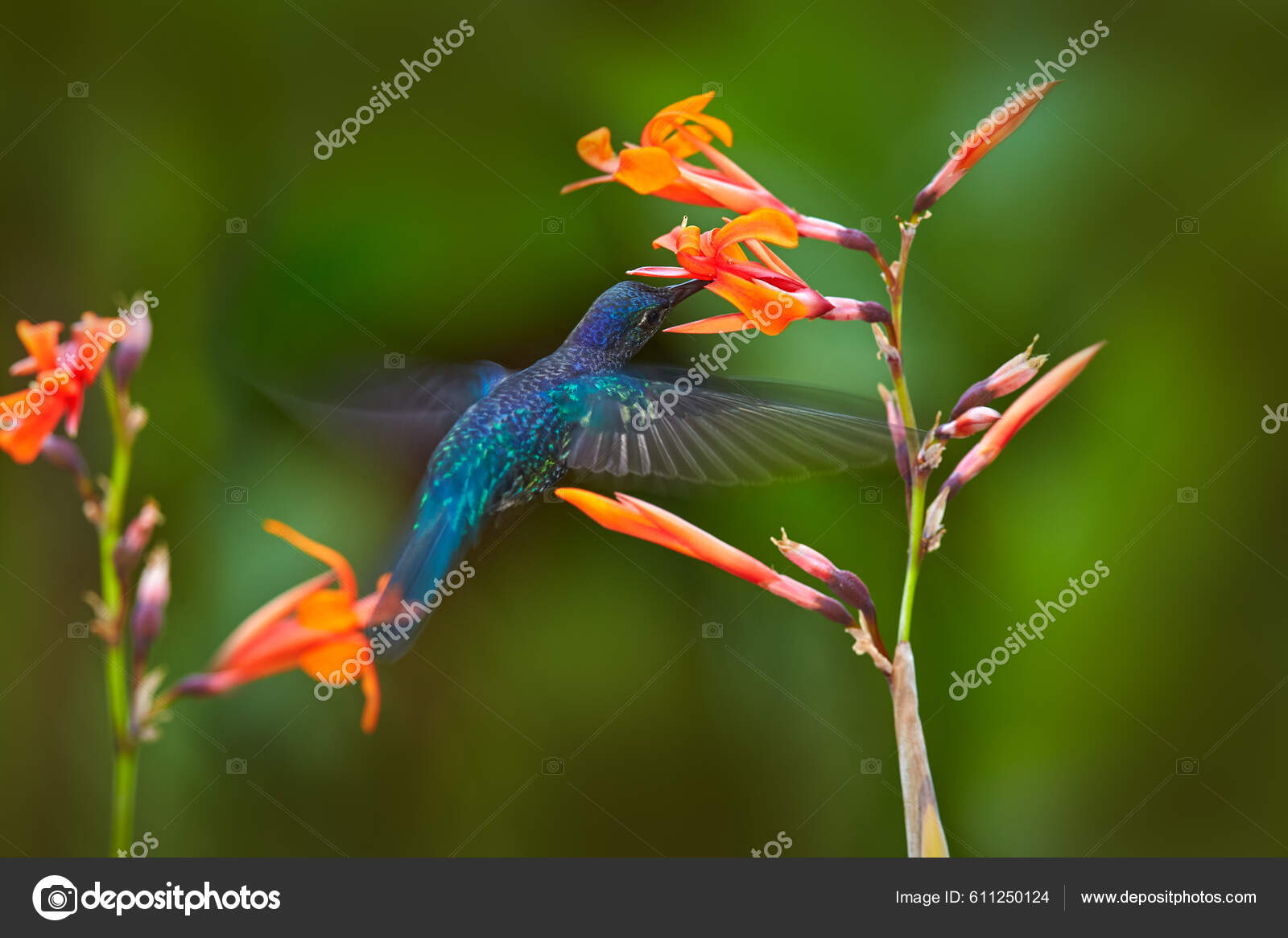 Hummingbird Violet Sabrewing Big Blue Bird Flying Next Beautiful Pink ...