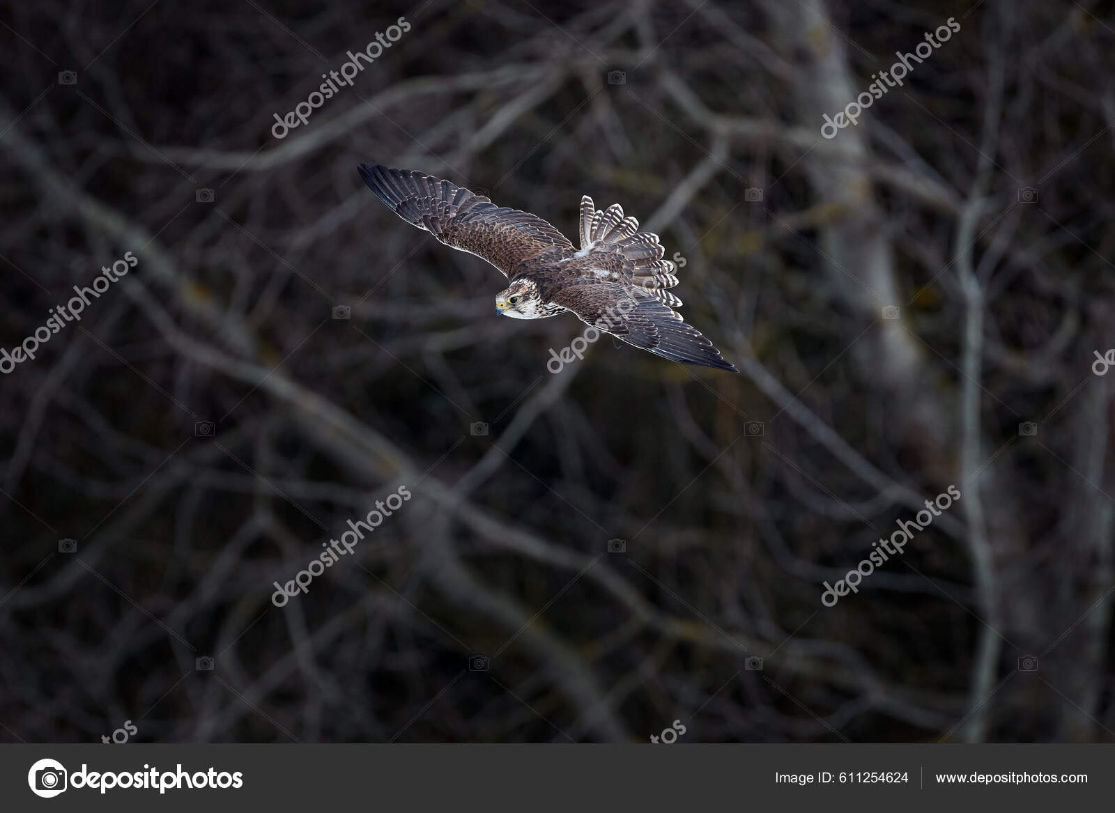 Falcon Flyght Gyrfalcon Falco Rusticolus Bird Prey Fly Flying Rare ...