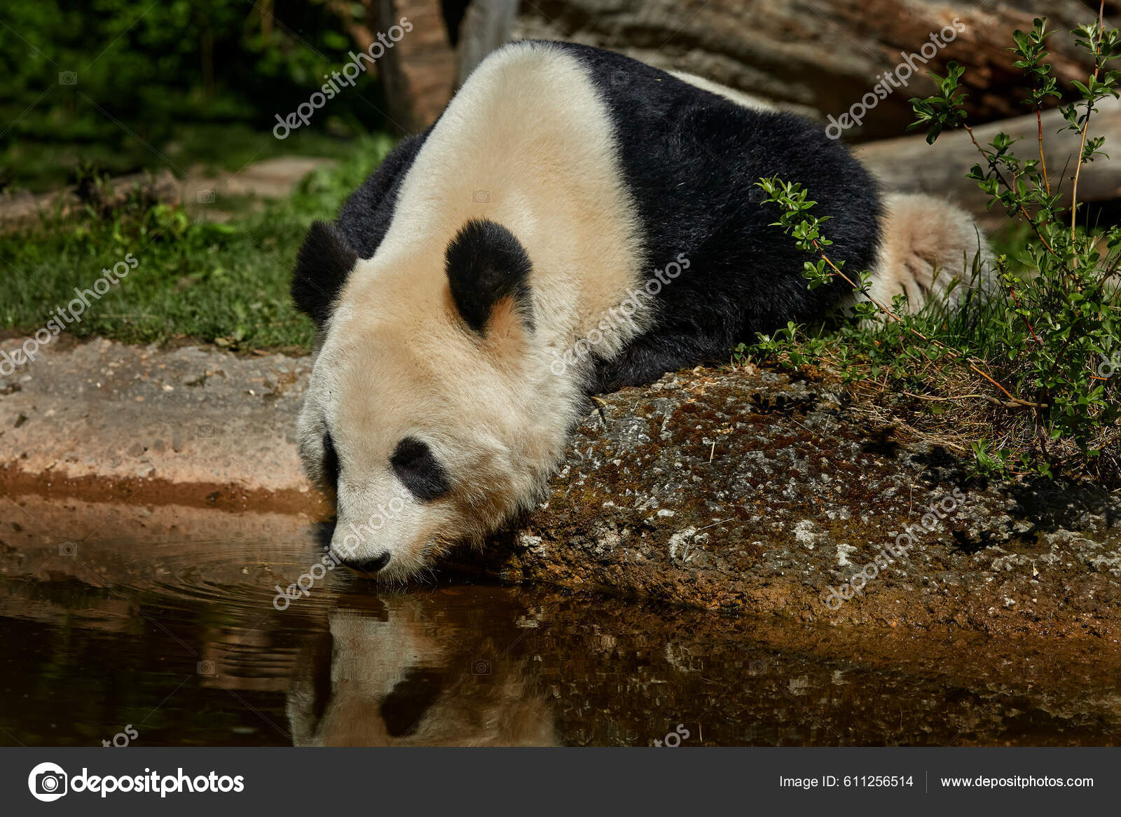 Panda Bear Behaviour Nature Habitat Portrait Giant Panda Ailuropoda ...