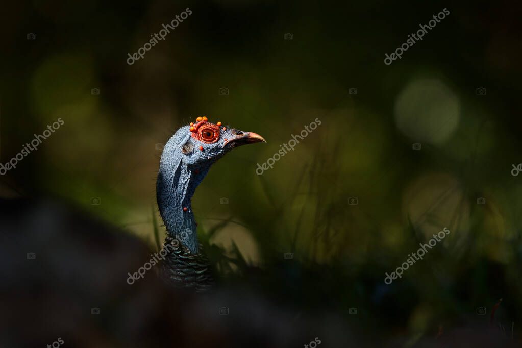 Naturaleza de gutemala. Pavo ocelado, Meleagris ocellata, pájaro bizar ...