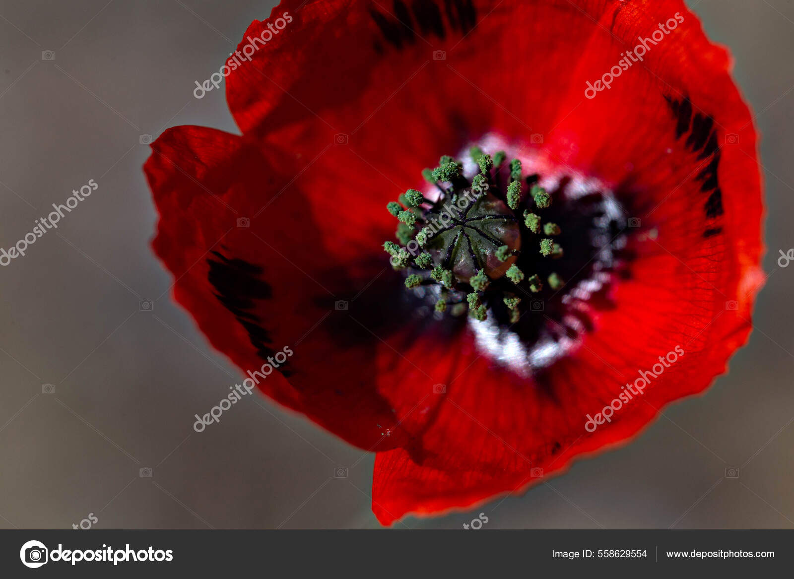 Single Bright Red Poppy Wild Poppy Flower — Stock Photo ...