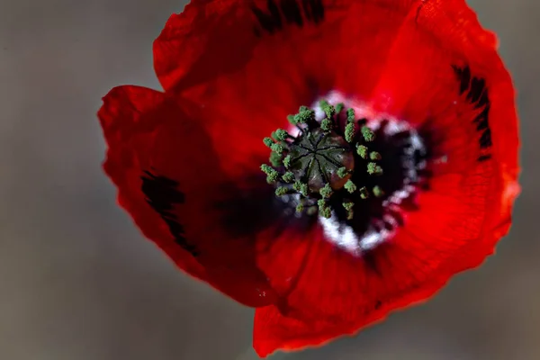 Remembrance day poppy Stock Photos, Royalty Free Remembrance day poppy ...
