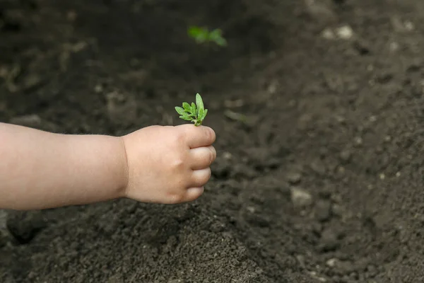 Baby planting tree Stock Photos, Royalty Free Baby planting tree Images ...