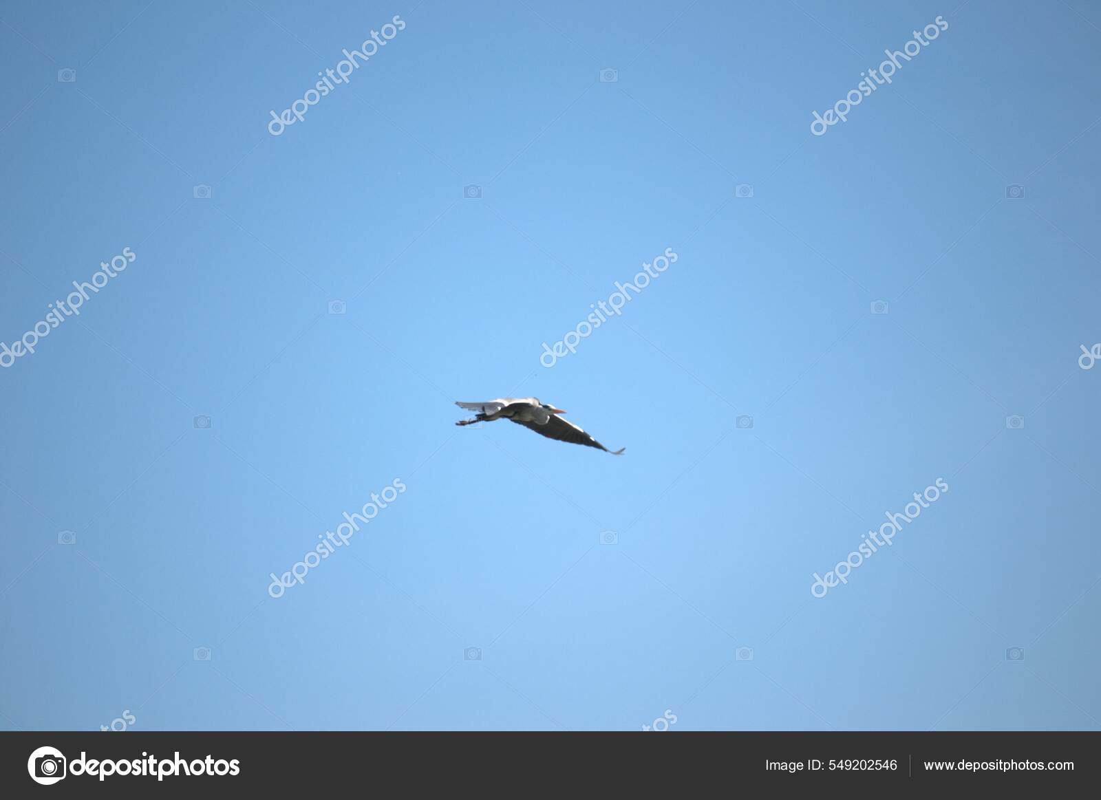 Flying Single White Stork Spring Nesting Period — Stock Photo ...