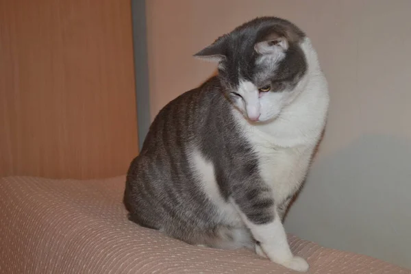 Catafalco Stock Photos, Royalty Free Catafalco Images | Depositphotos