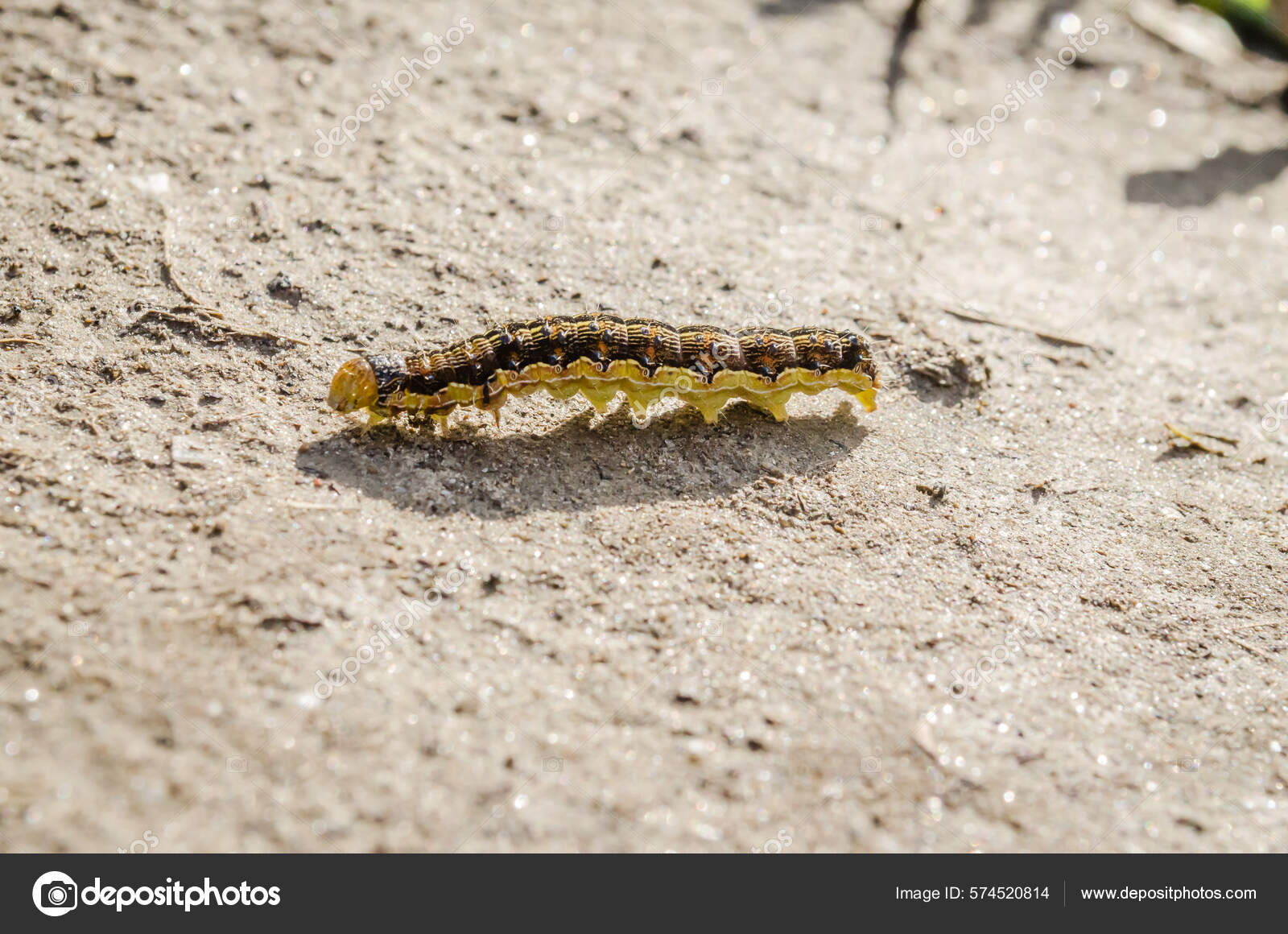 Caterpillar Field Its Natural Environment — Stock Photo © caocao1211967 ...