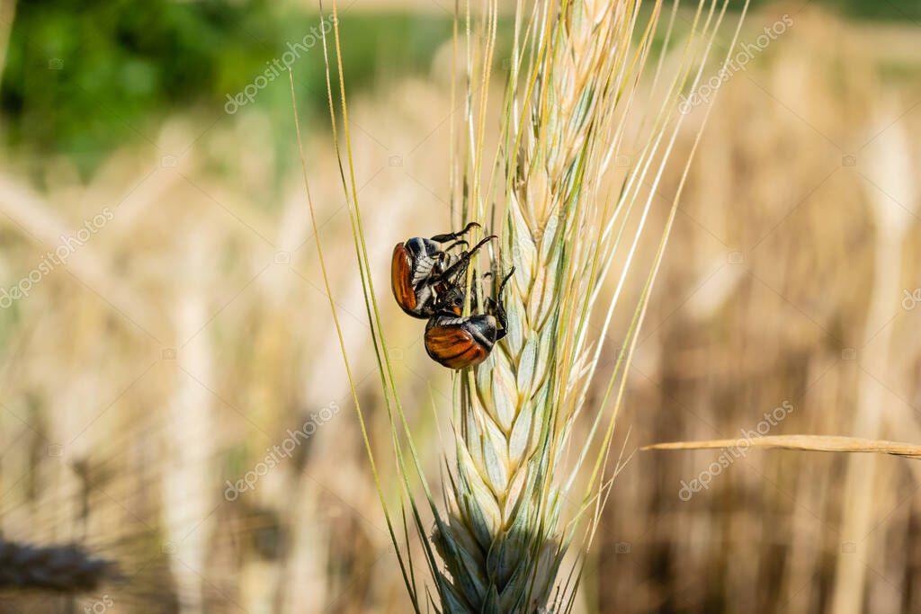 Plaga de insectos de cultivos agrícolas Grain Beetle lat. Anisoplia ...
