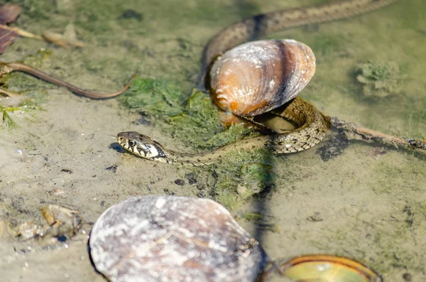 Imágenes de Serpientes de florida, fotos de Serpientes de florida sin ...