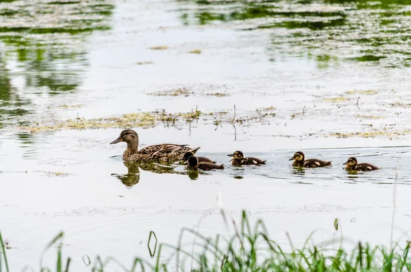 Patitos con madre Stock Photos, Royalty Free Patitos con madre Images | Depositphotos