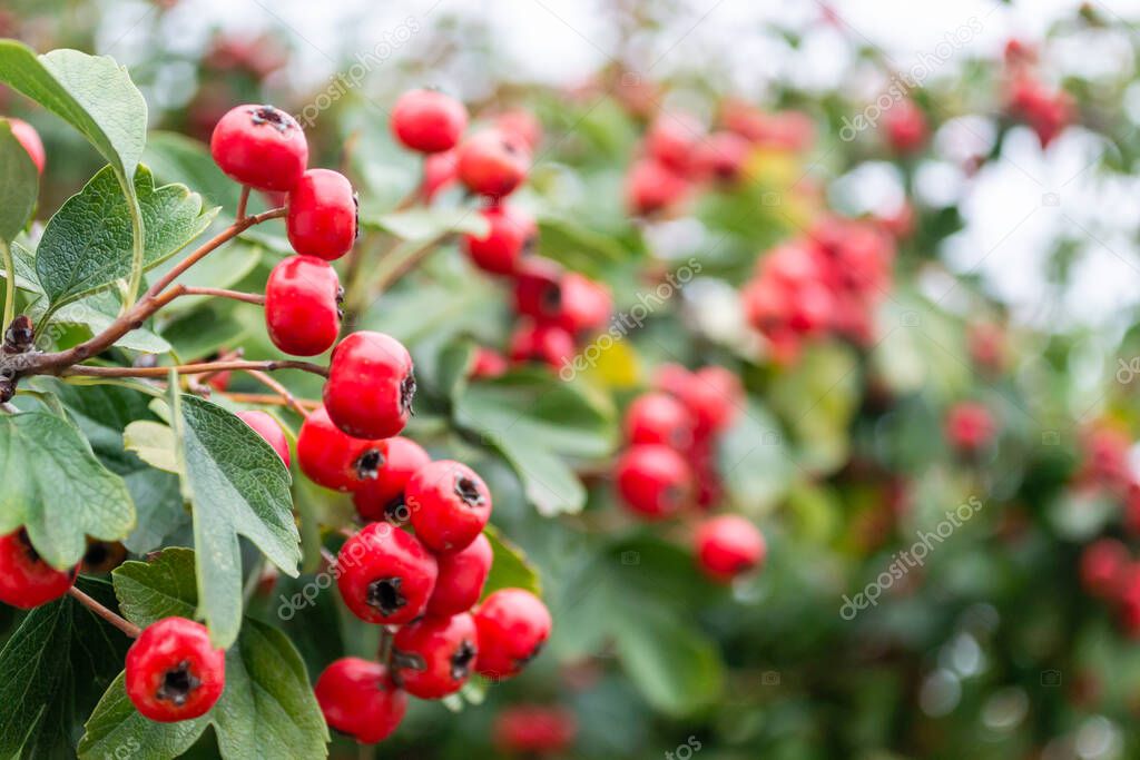 rbol Crataegus monogyna con tantos frutos. Crataegus coccinea frutos ...