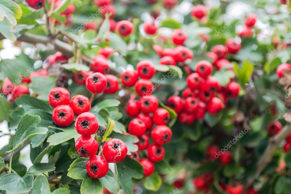 Árbol Crataegus monogyna con tantos frutos. Crataegus coccinea frutos ...