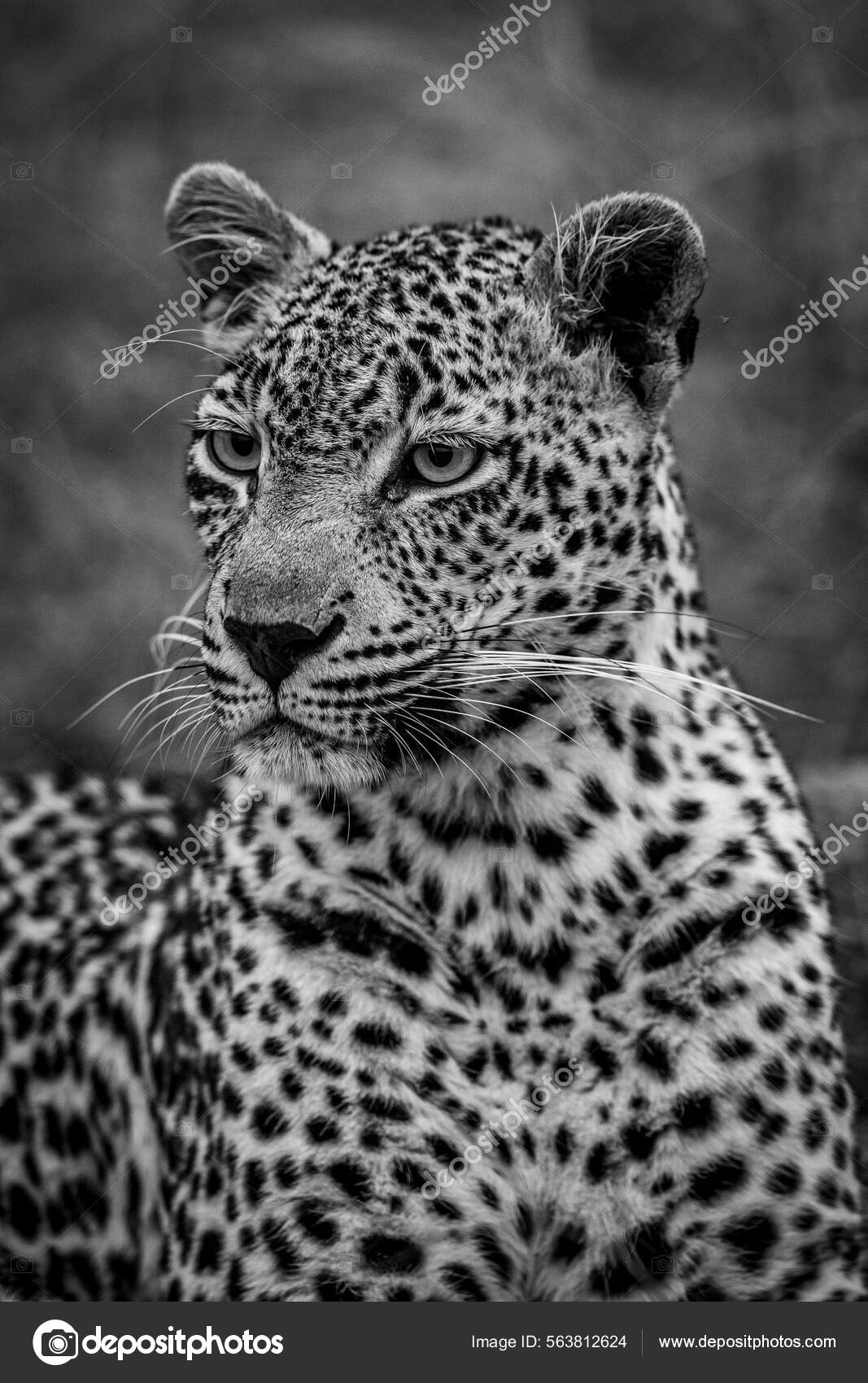 Close Female Leopard Black White Kruger National Park South Africa ...