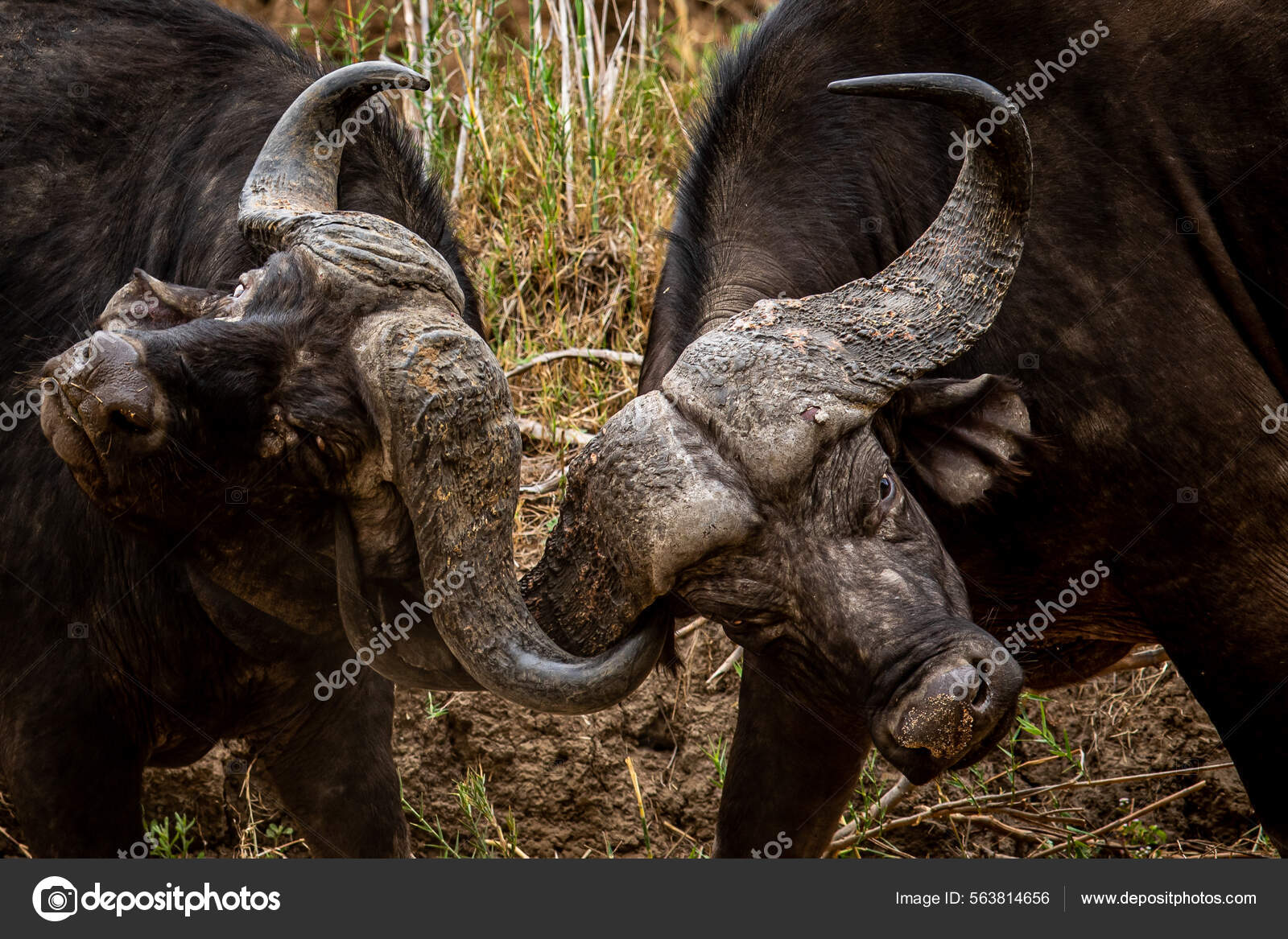 Dos Toros Búfalo Africanos Peleando Parque Nacional Kruger Sudáfrica ...
