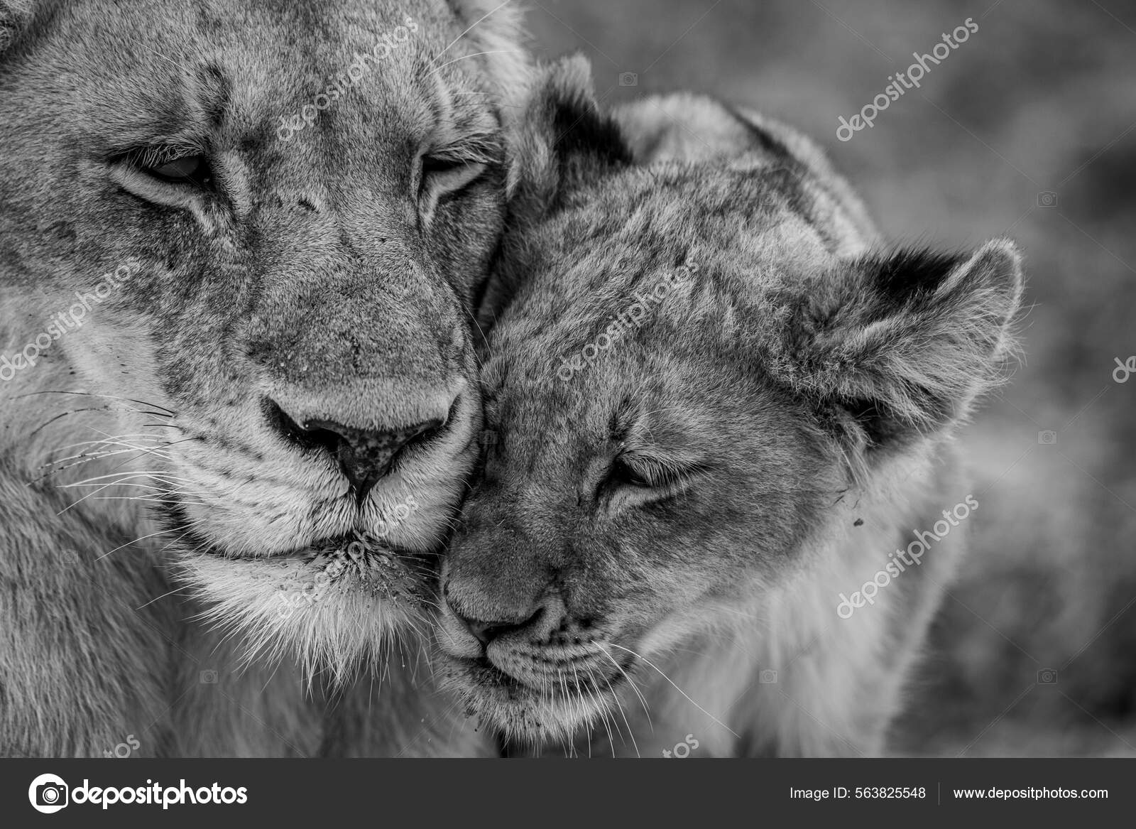 Lion And Lioness Cuddling