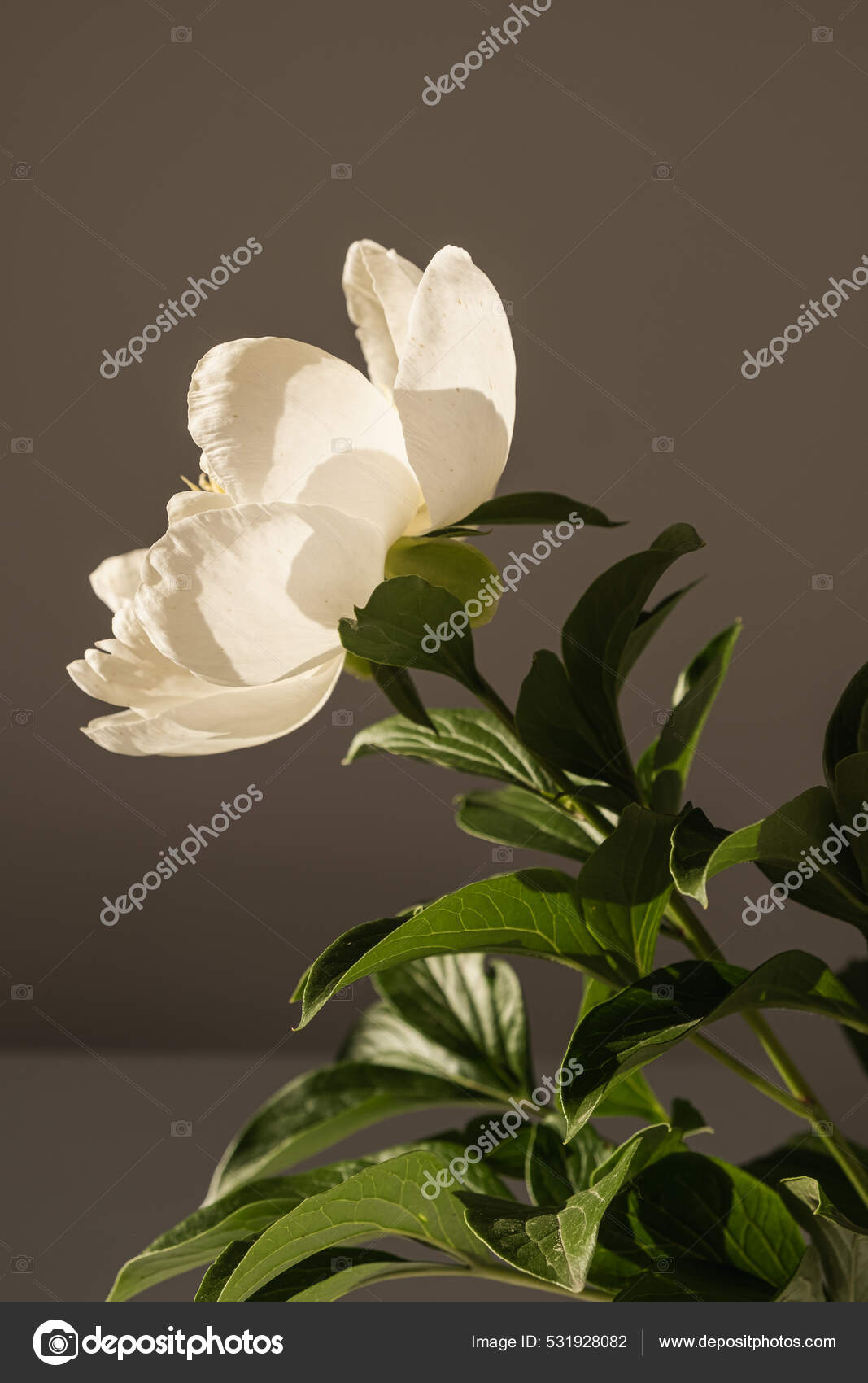 Closeup Beautiful Peach Peony Flower Sunlight Shadows Stock Photo by ...