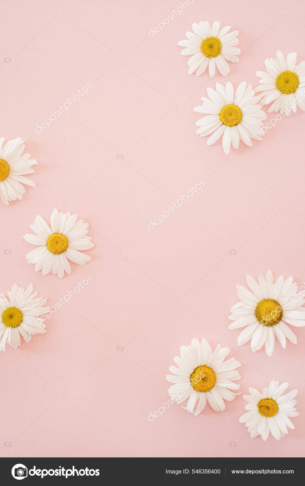 Beautiful Chamomile Daisy Flower Neutral Pink Background Minimalist ...