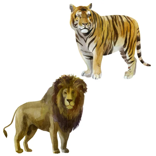 Lion and tiger Stock Photos, Royalty Free Lion and tiger Images ...