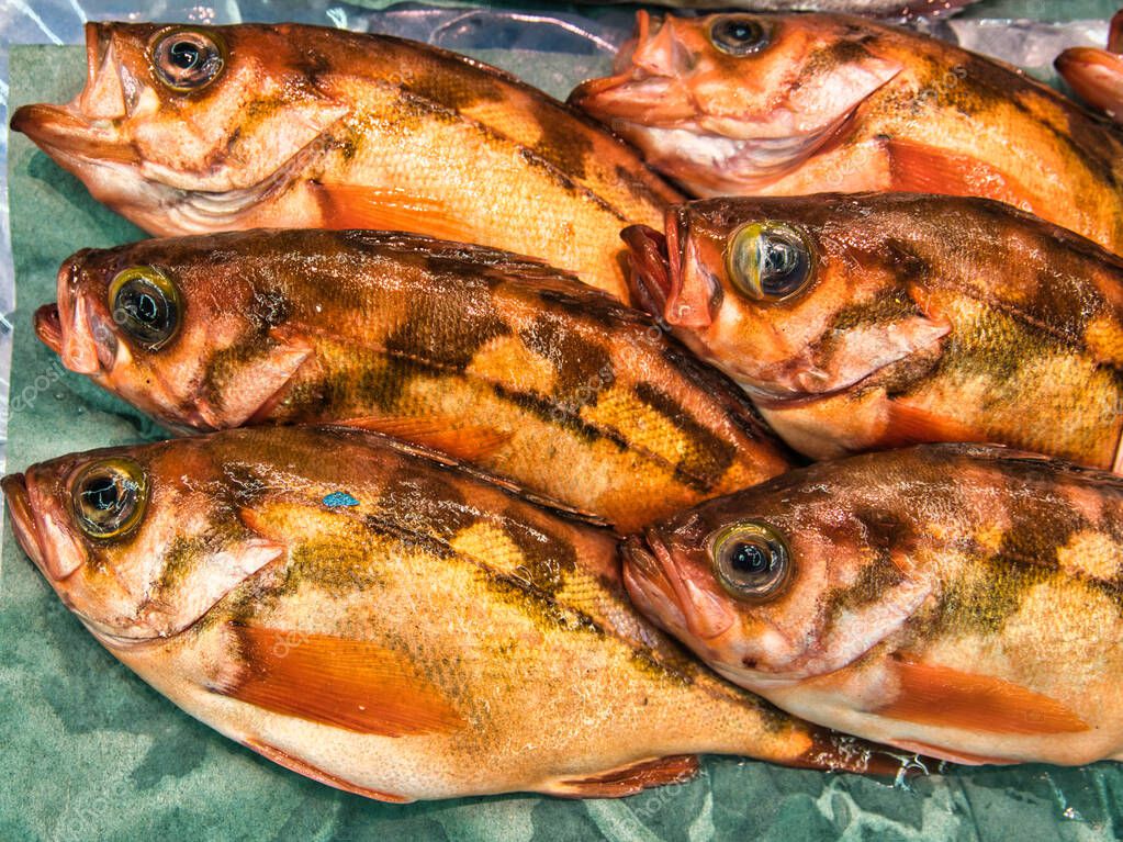 Ibaraki, Japón - 17 de diciembre de 2021: Primer plano del pez roca ...