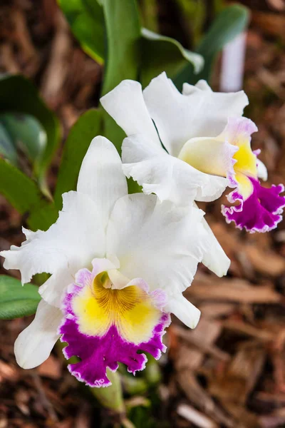 Cattleya colombia Stock Photos, Royalty Free Cattleya colombia Images ...