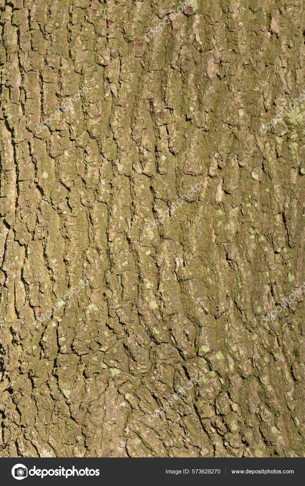 Texture Tree Bark Cracks — Stock Photo © 1000Words #573628270
