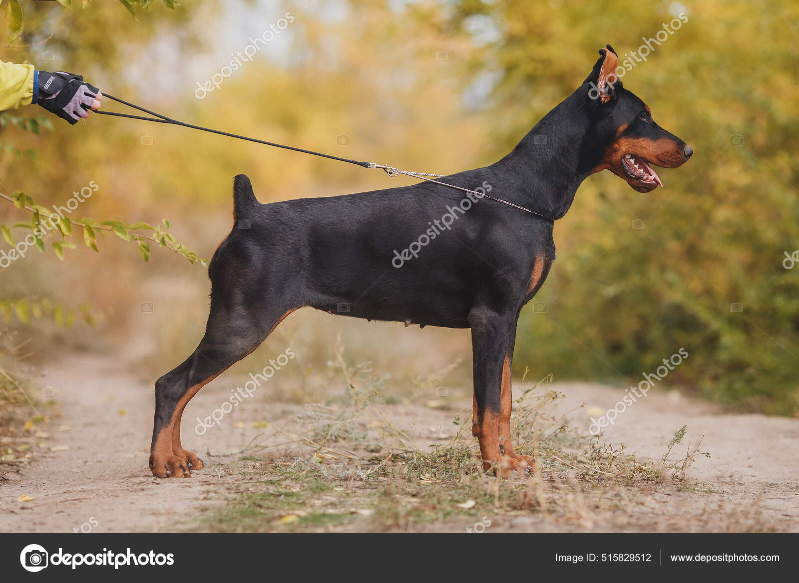 Stili Di Orecchie Tagliate Doberman