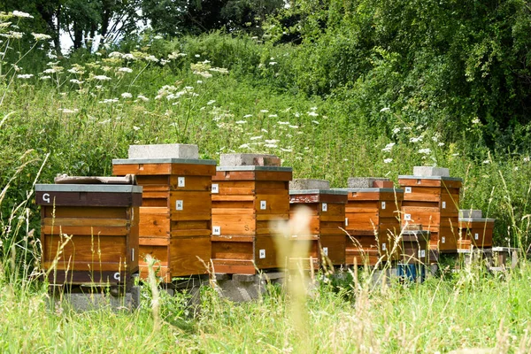 Bee hives on a rural beekeeping farm to produce honey - Stock Image ...