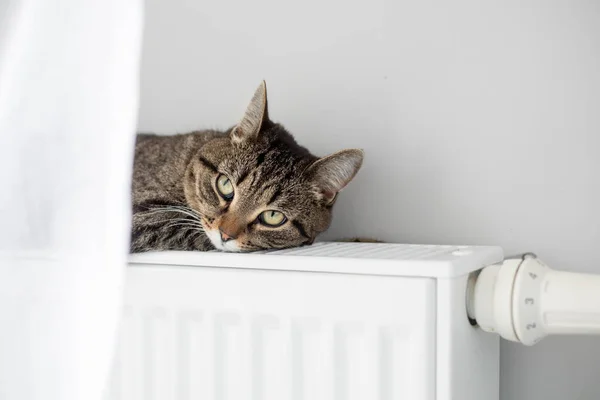 Cat radiator Stock Photos, Royalty Free Cat radiator Images | Depositphotos