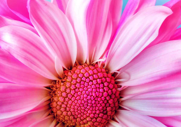Pink sunflower Stock Photos, Royalty Free Pink sunflower Images ...