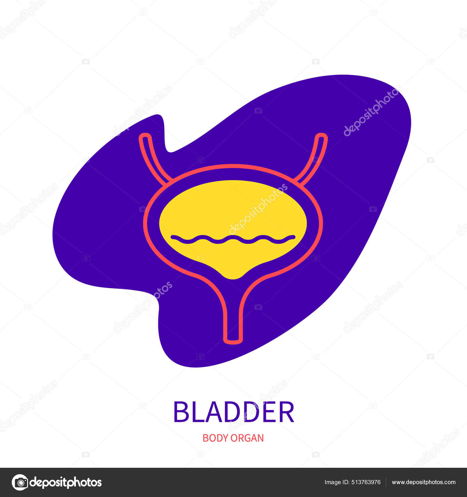 Bladder urinary system body organ outline icon Stock Vector Image by ...