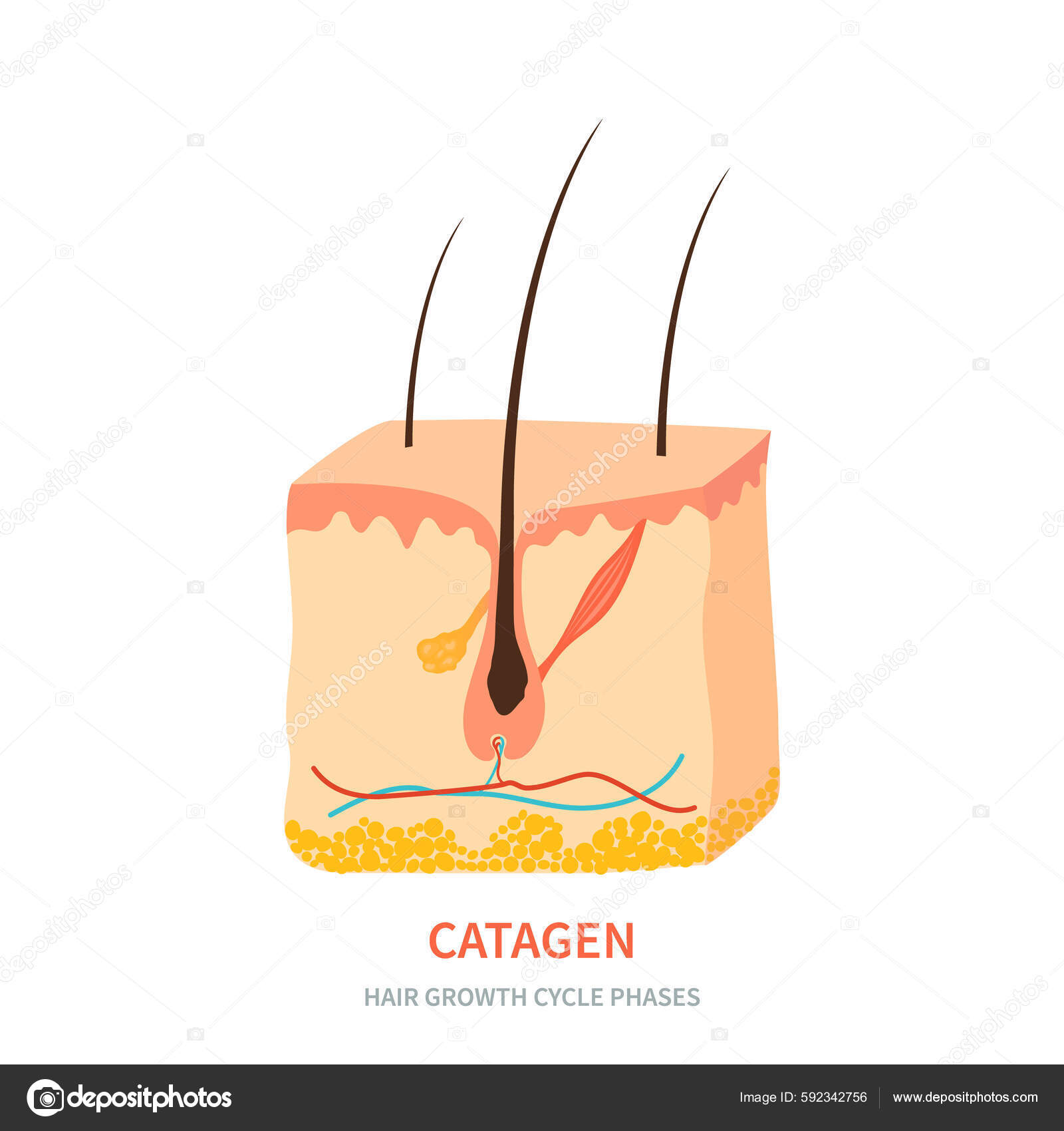 Hair Follicle Catagen Phase Shown Skin Cross Section Hair Growth Stock ...