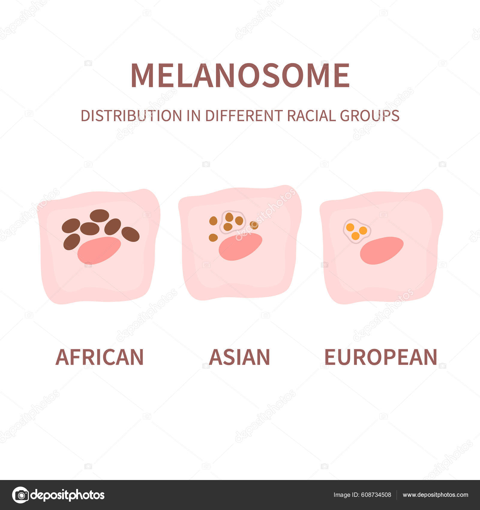 Melanosome Distribution Pattern Skin Tone Pigmentation Mechanism ...