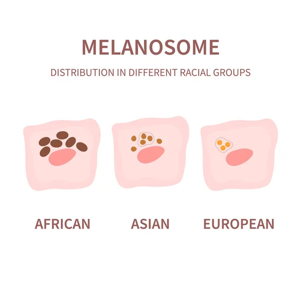 Melanocyte Cell Biology Skin Tone Pigmentation Diagram Melanin Pigment ...