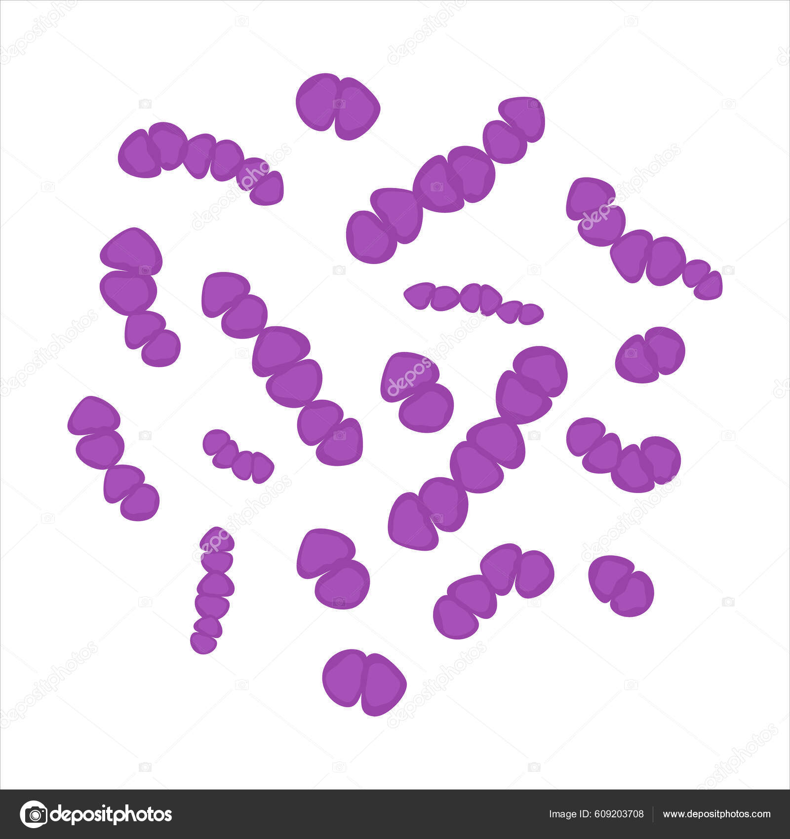 Streptococcus Bacteria Microscope