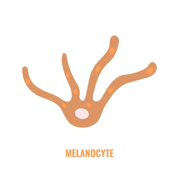Melanosome Transfer Keratinocytes Scheme Melanocyte Cell Biology Skin ...