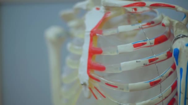 Anatomical Medical Three Dimensional Model Human Skeleton Visual ...