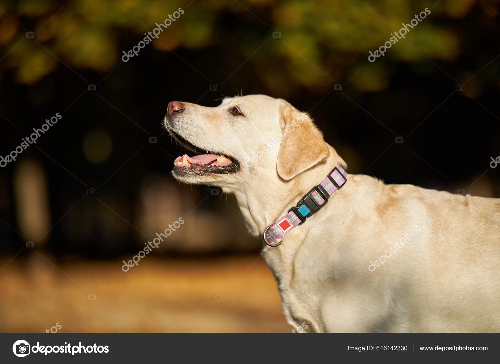 Young White Purebred Labrador Retriever Dog Fall Park Horizontal Shot ...