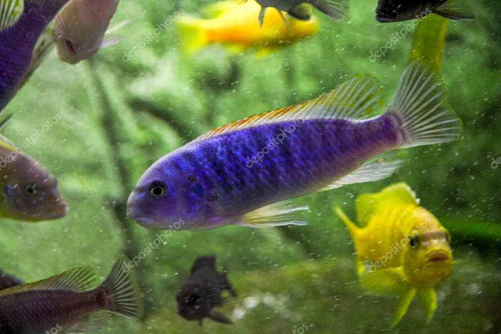 peces en un gran acuario de comunidades de cíclidos africanos. Foto de ...