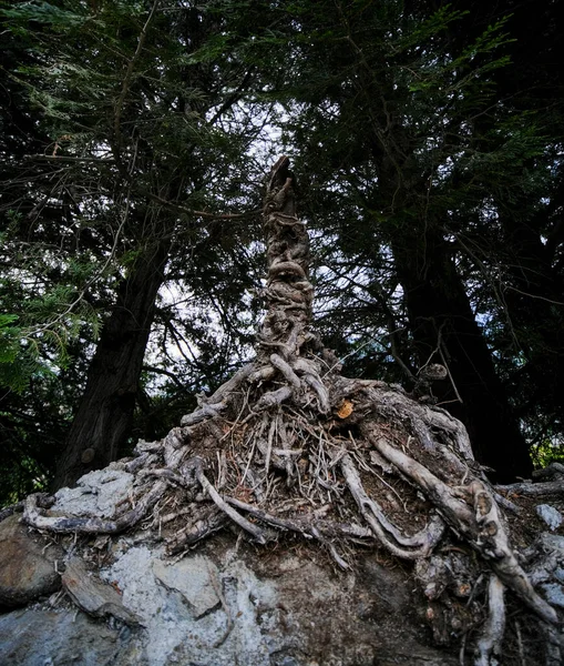 Breathing Roots Examples